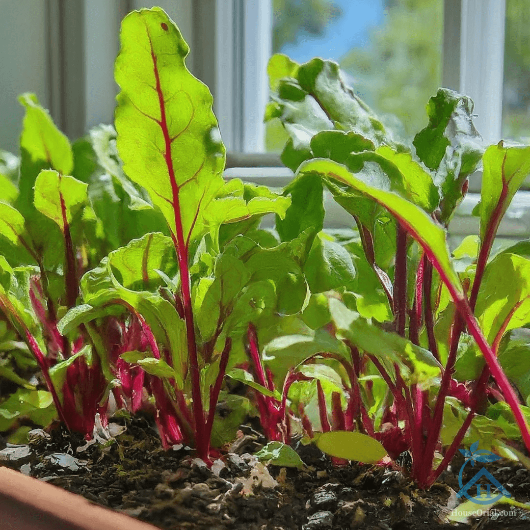20 Fastest Growing Vegetables Indoors In 20-30 Days - HouseOrial