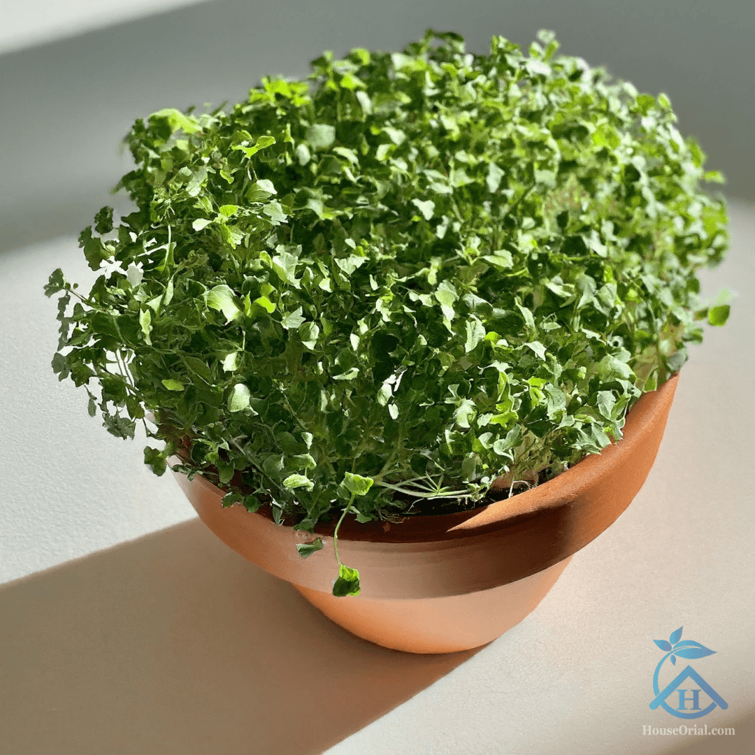 20 Fastest Growing Vegetables Indoors In 20-30 Days - HouseOrial