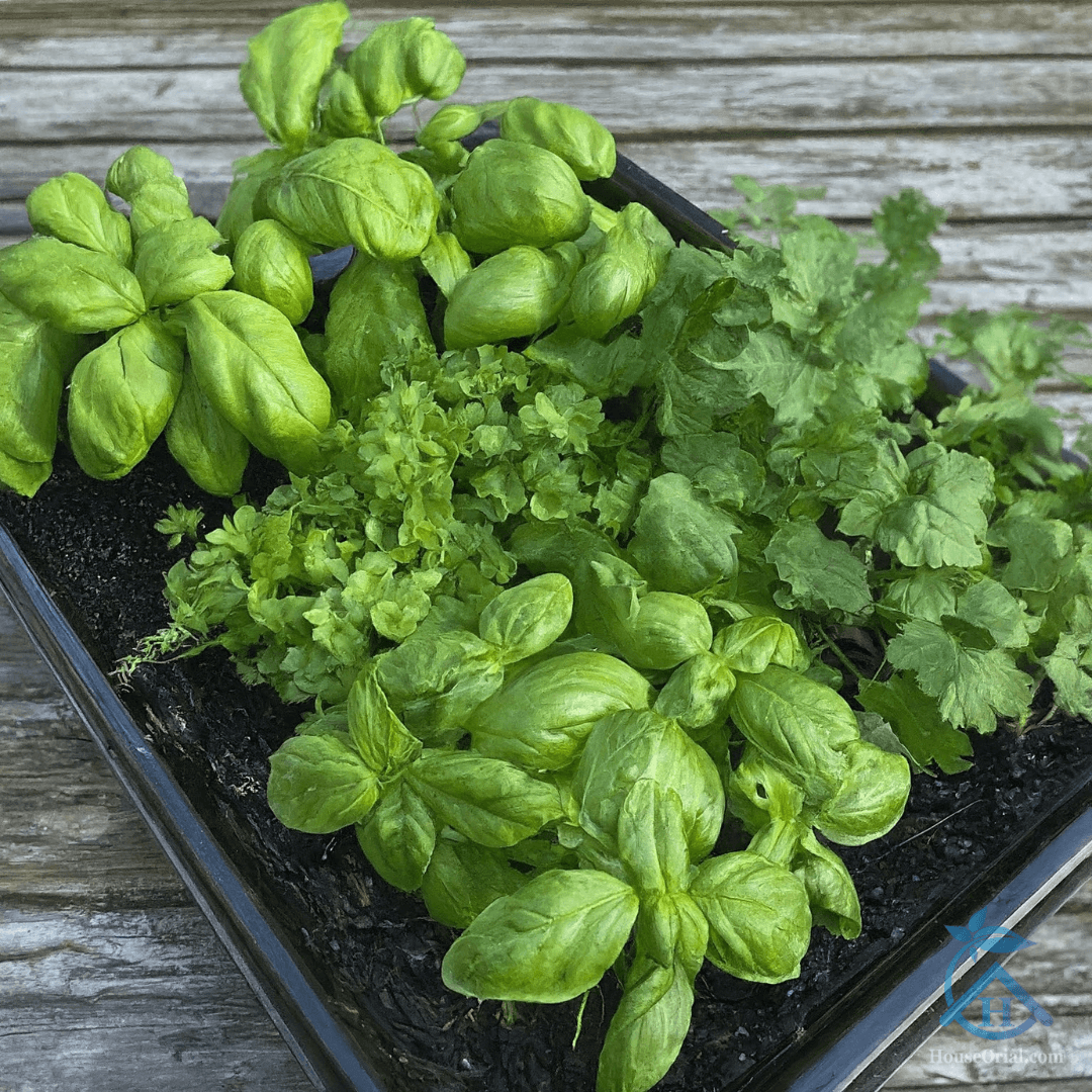 20 Fastest Growing Vegetables Indoors In 20-30 Days - HouseOrial