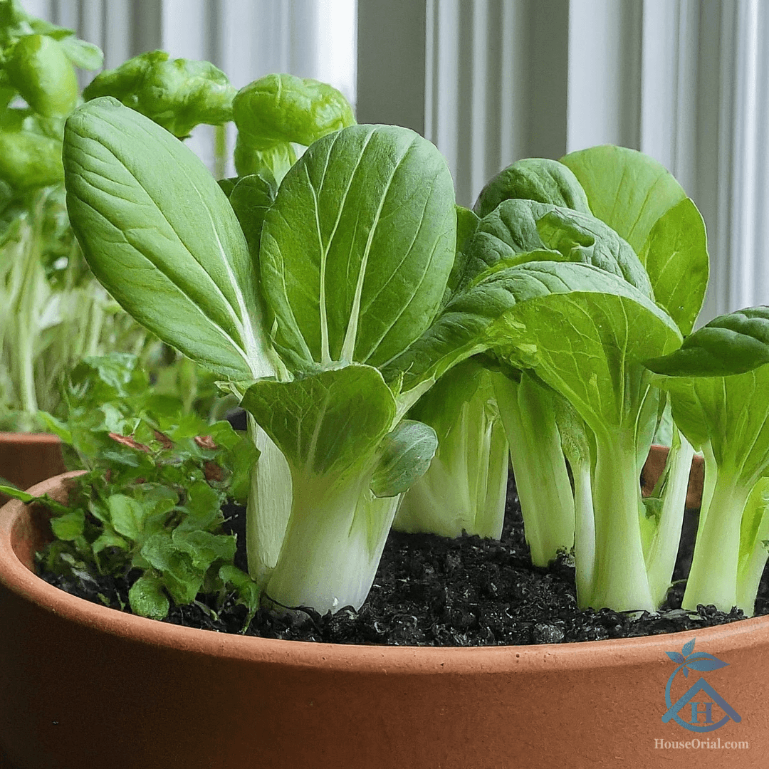 20 Fastest Growing Vegetables Indoors In 20-30 Days - HouseOrial