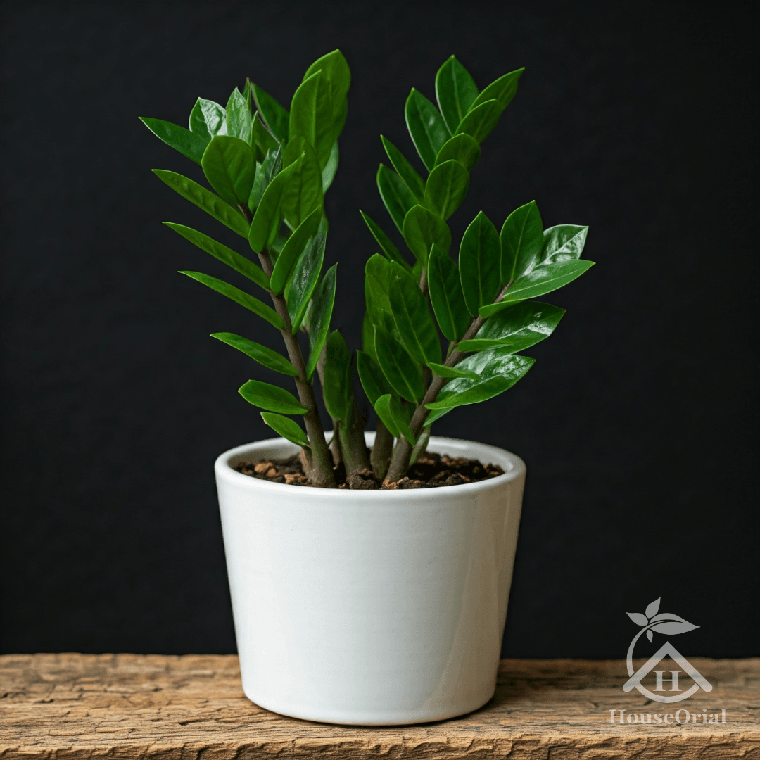 16 Toxic House Plants To Humans That Can Cause Serious Harm - HouseOrial