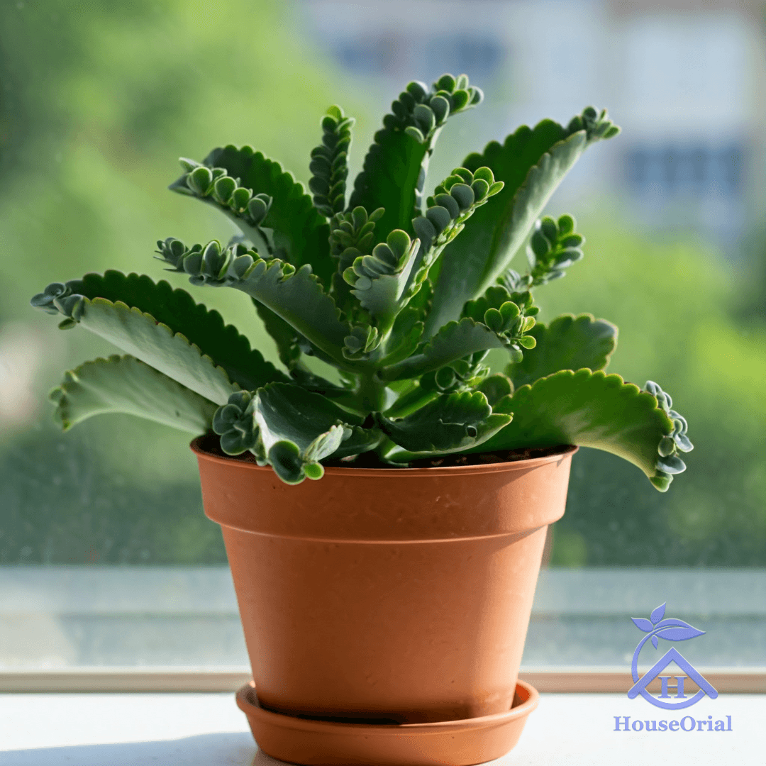 16 Toxic House Plants To Humans That Can Cause Serious Harm - HouseOrial