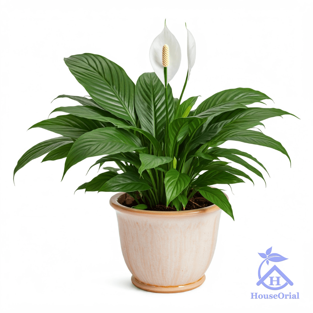 16 Toxic House Plants To Humans That Can Cause Serious Harm - HouseOrial