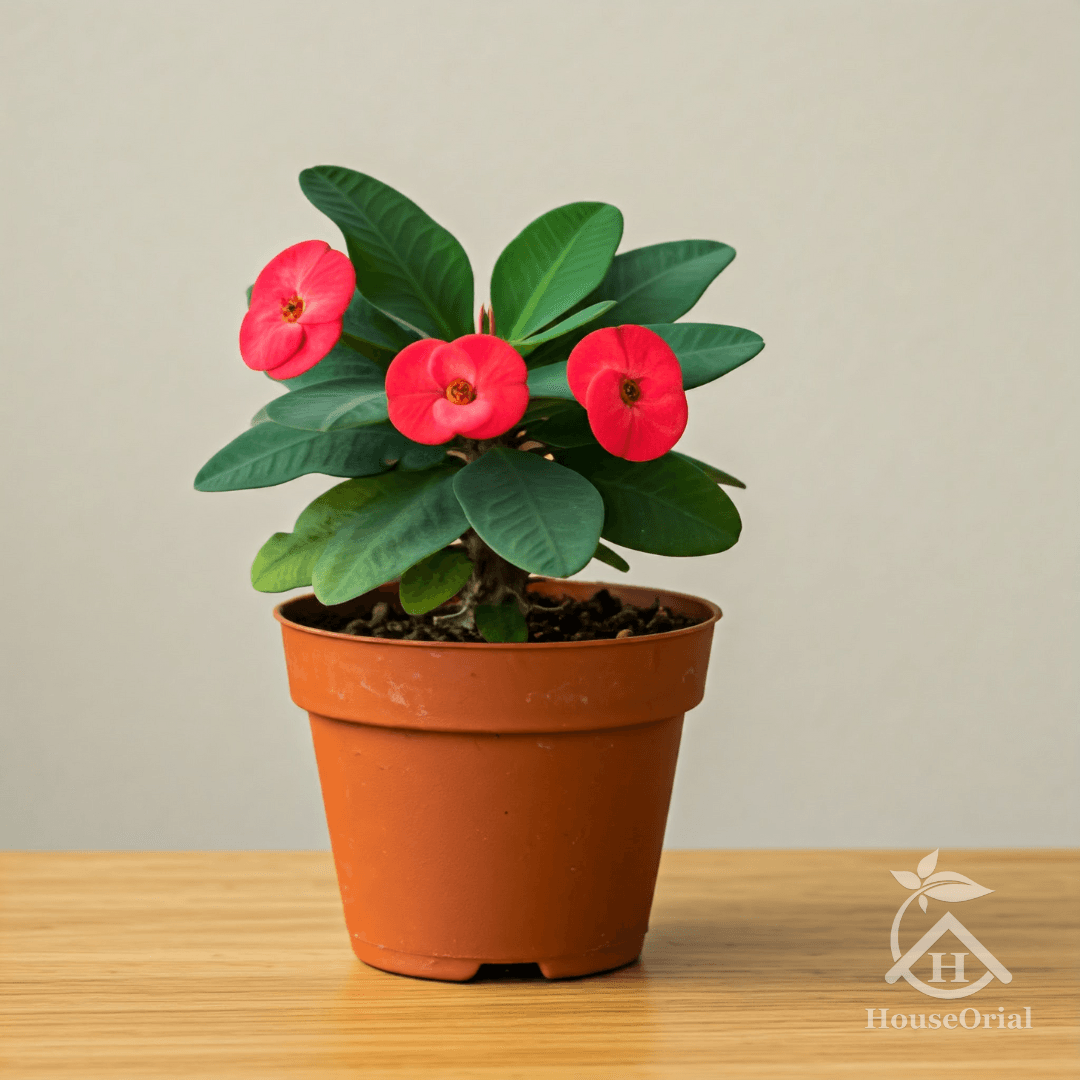 16 Toxic House Plants To Humans That Can Cause Serious Harm - HouseOrial