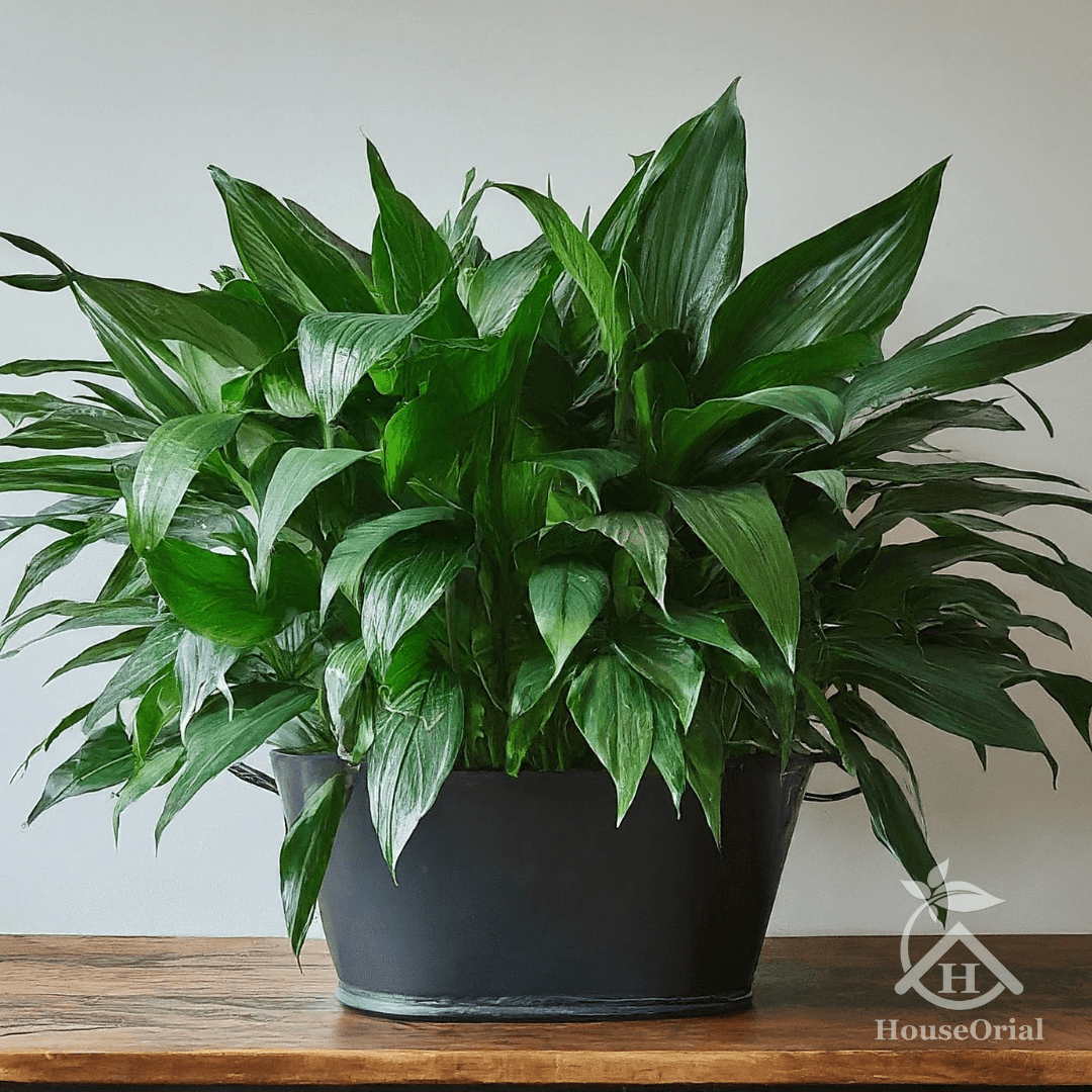 44 Stunning Images Of House Plants With Names (A Complete Guide ...