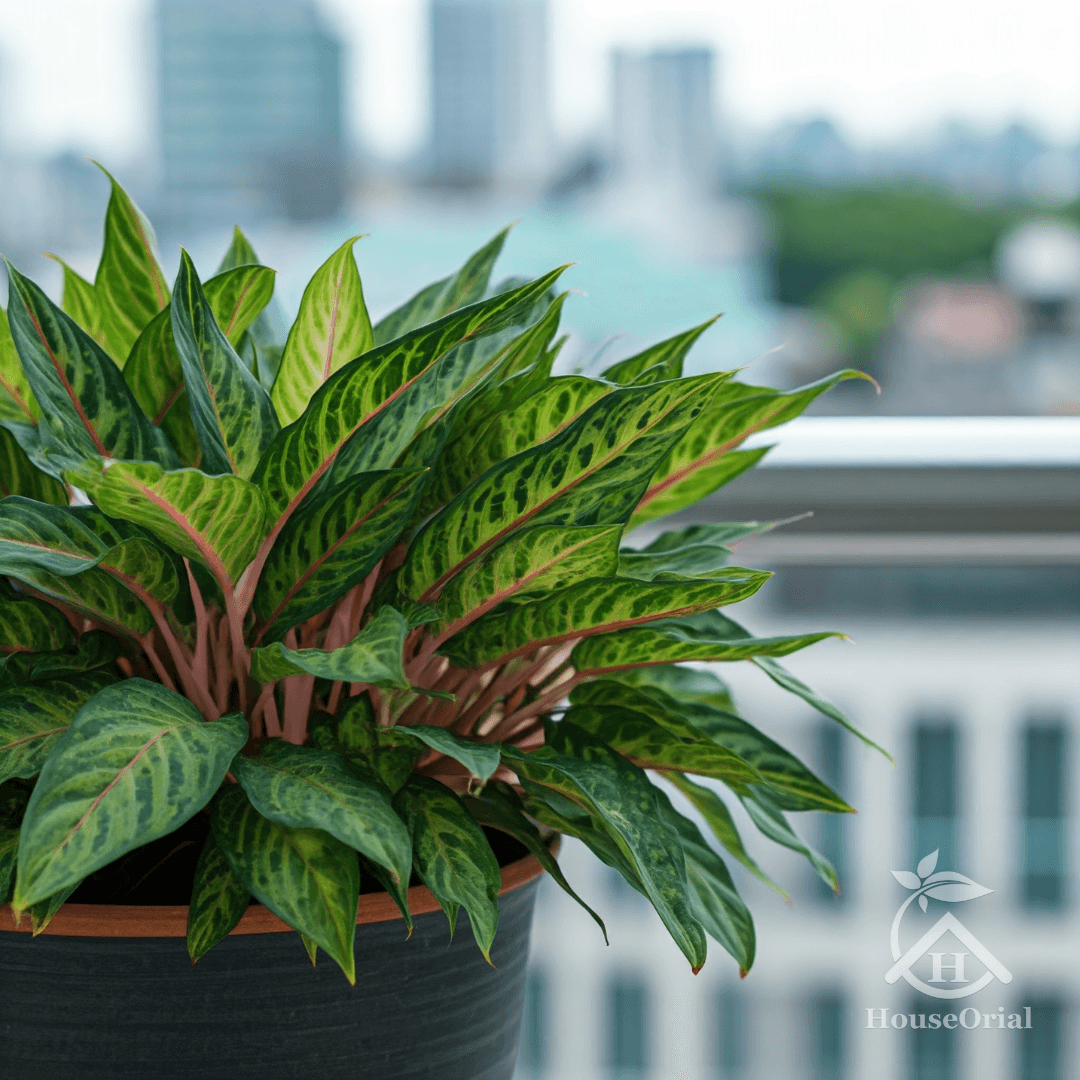44 Stunning Images Of House Plants With Names (A Complete Guide ...